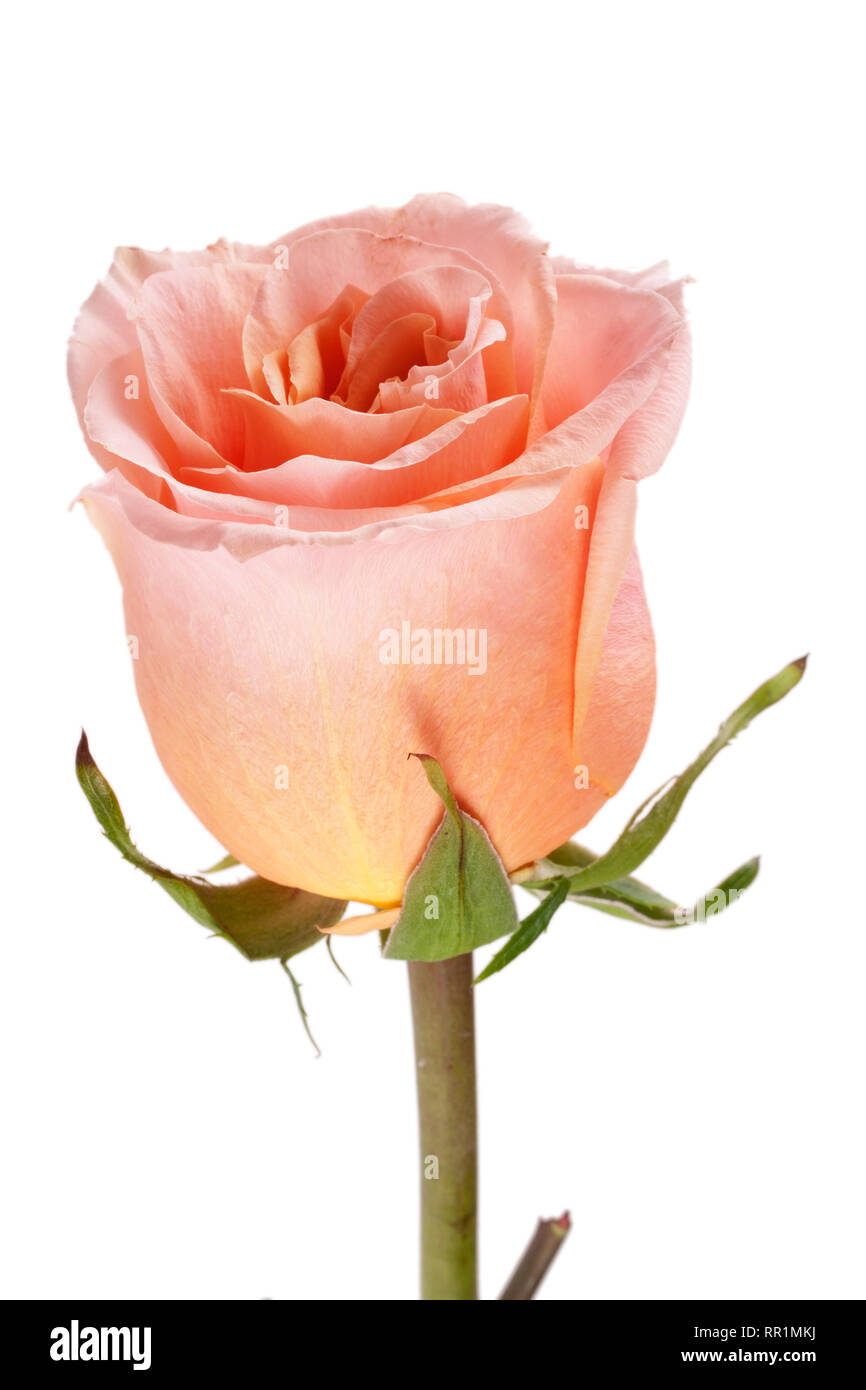 fresh beige rose isolated on white background Stock Photo - Alamy