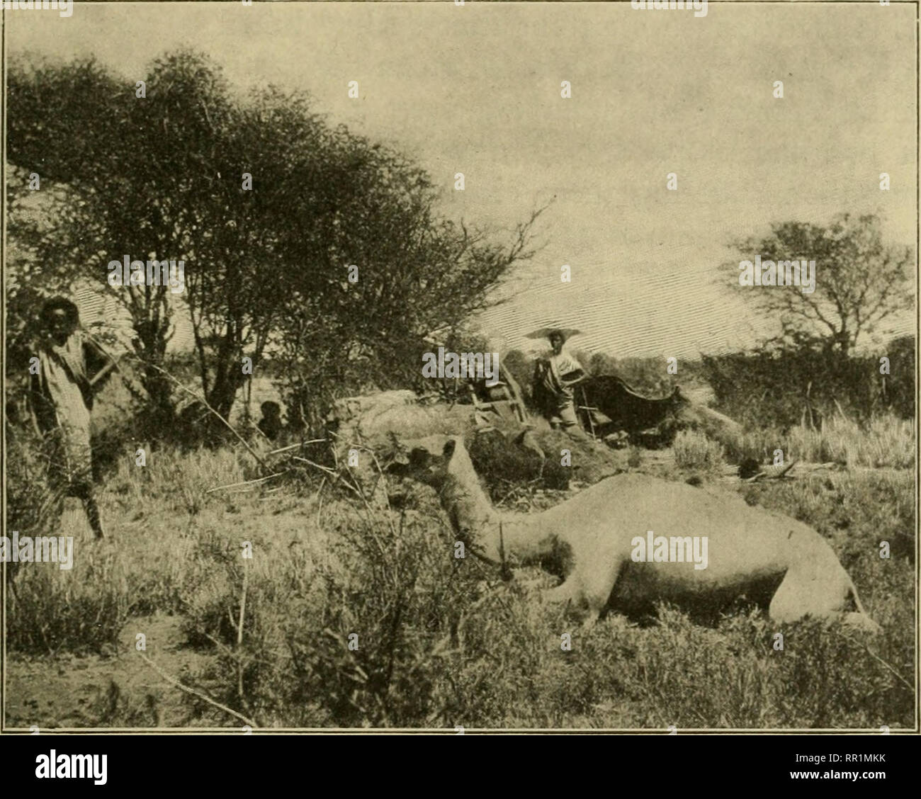 Kermit roosevelt hi-res stock photography and images - Alamy