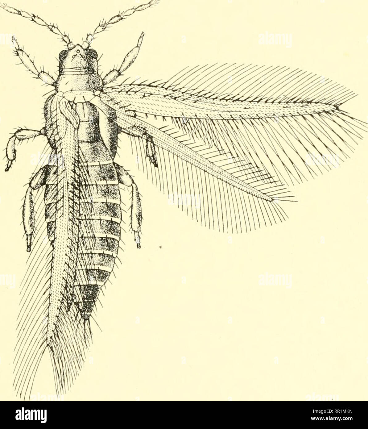 . Agricultural entomology for students, farmers, fruit-growers and ...