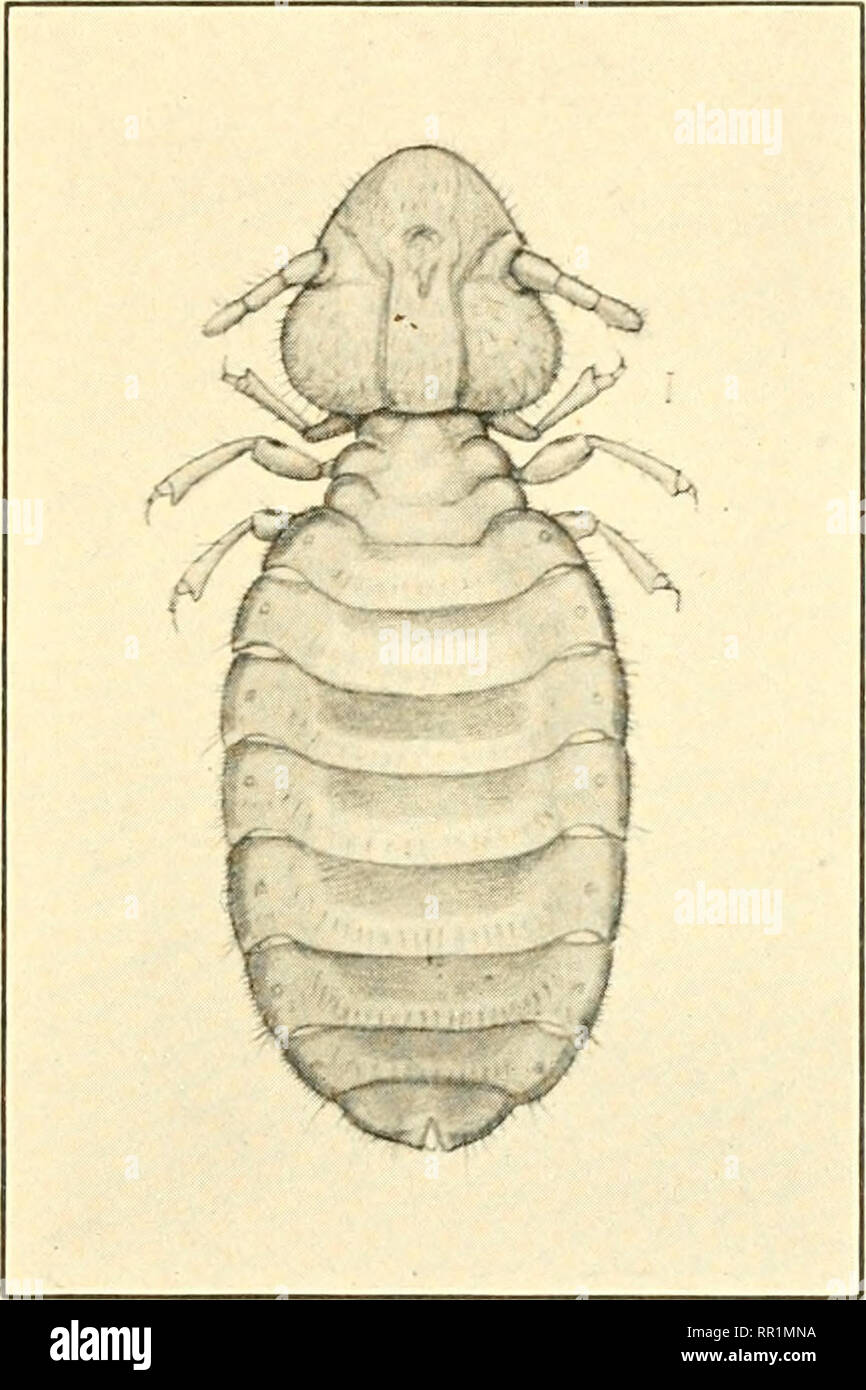 Mallophaga Stock Photos & Mallophaga Stock Images - Alamy