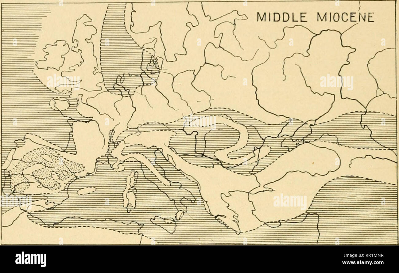 Dryopithecus hi-res stock photography and images - Alamy