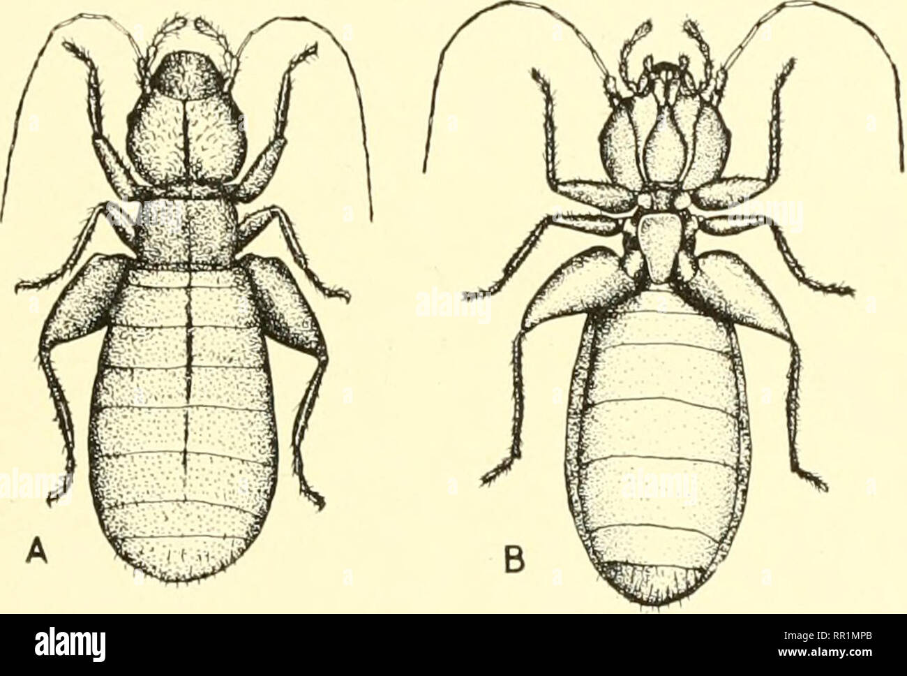 Book louse hi-res stock photography and images - Alamy