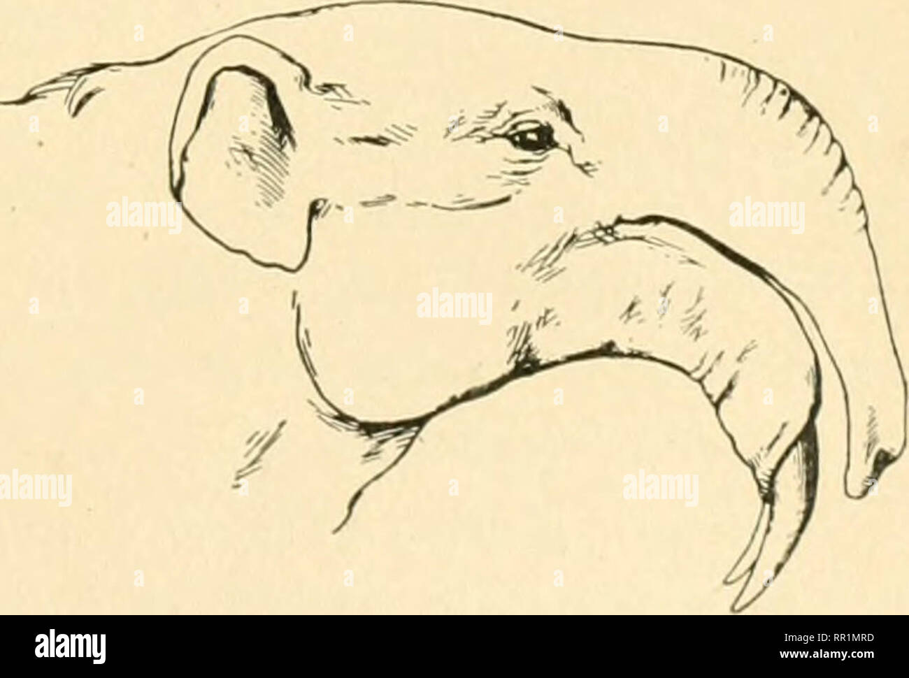 Metaxytherium hi-res stock photography and images - Alamy