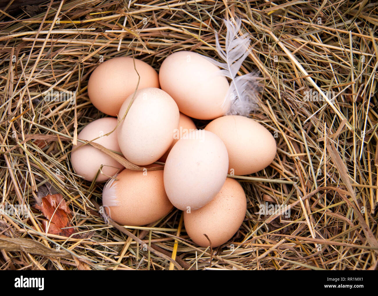 some chicken eggs lying in the hay Stock Photo - Alamy