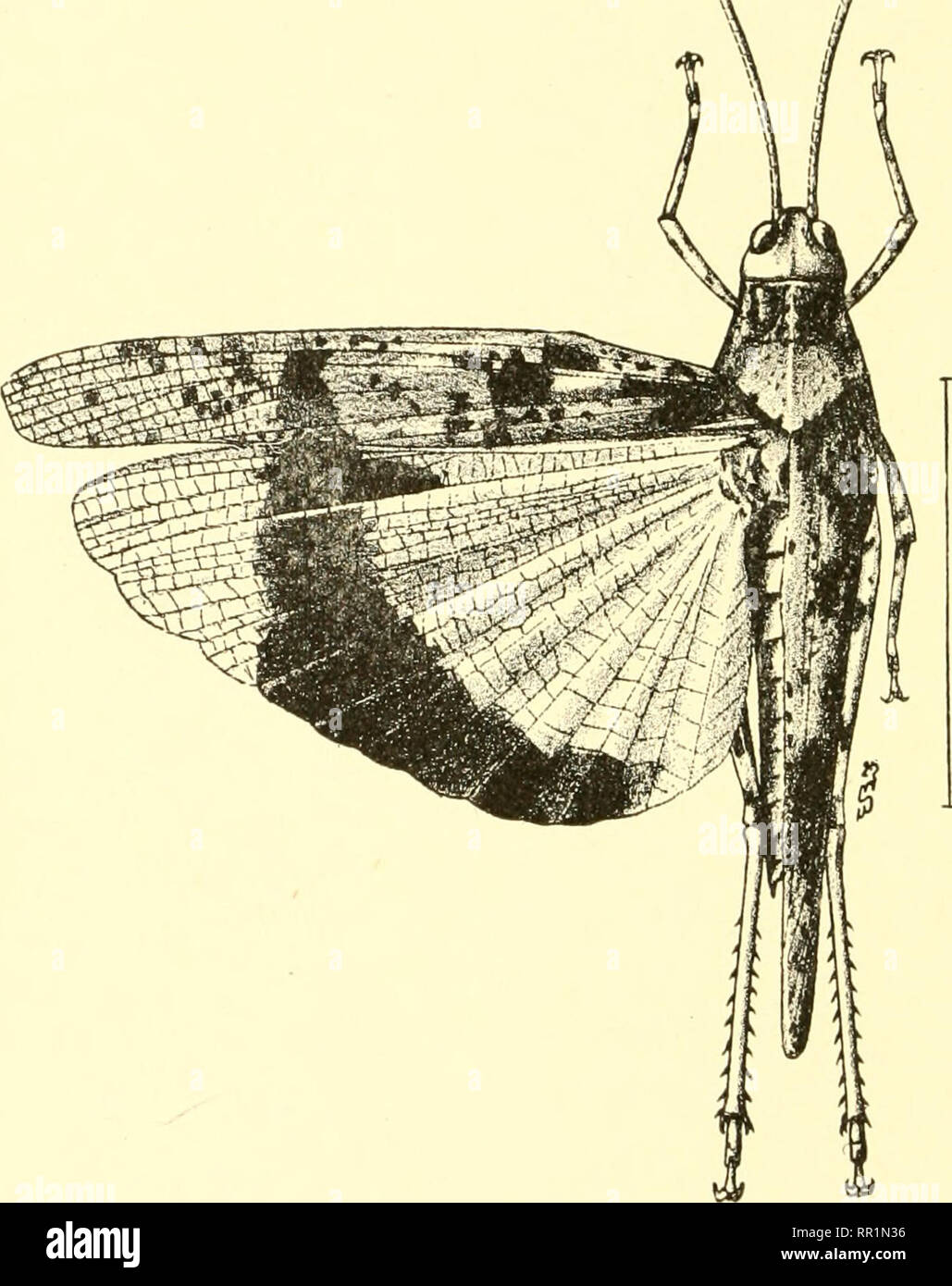 Lower wings damage hi-res stock photography and images - Alamy