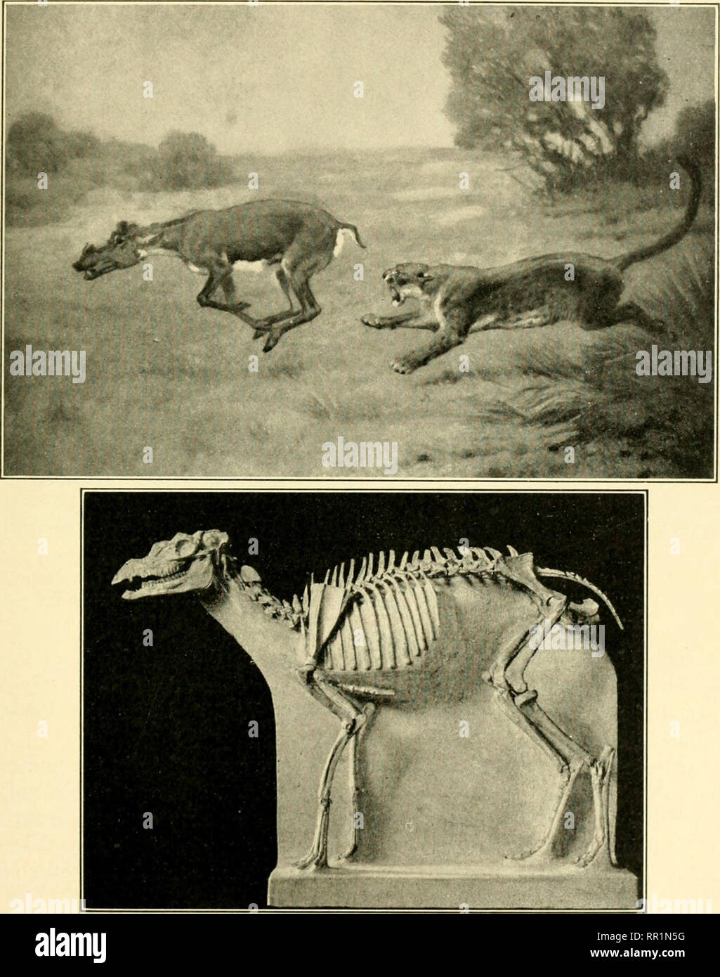. The age of mammals in Europe, Asia and North America. Mammals, Fossil ...