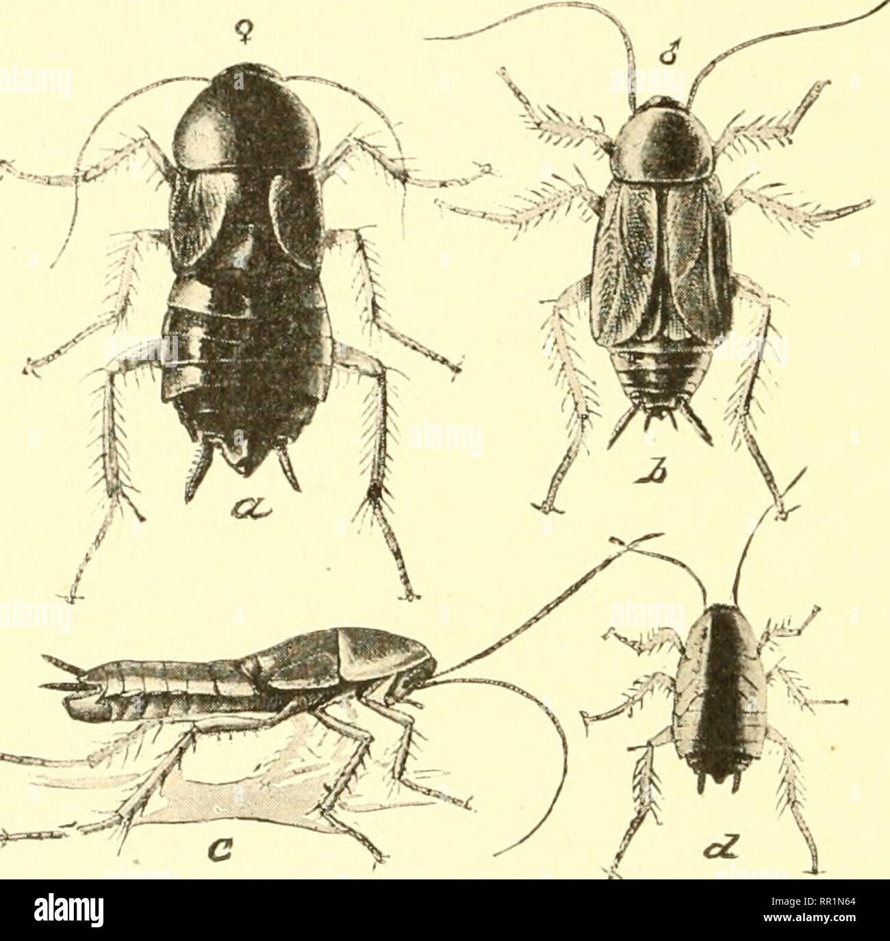 Insect eggs in cluster hi-res stock photography and images - Alamy