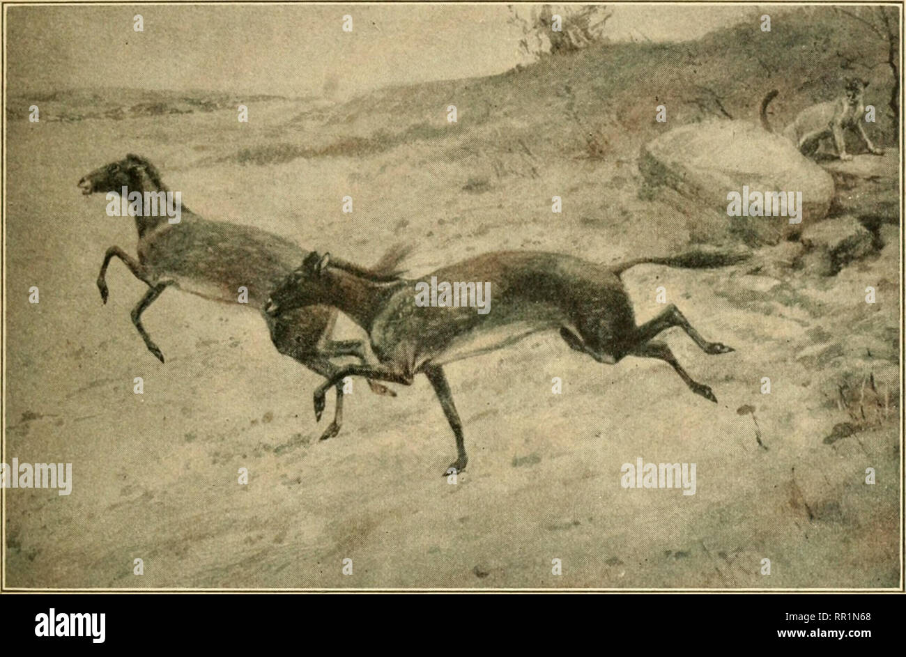 Entelodonts hi-res stock photography and images - Alamy