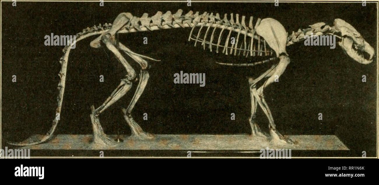 . The age of mammals in Europe, Asia and North America. Mammals, Fossil ...