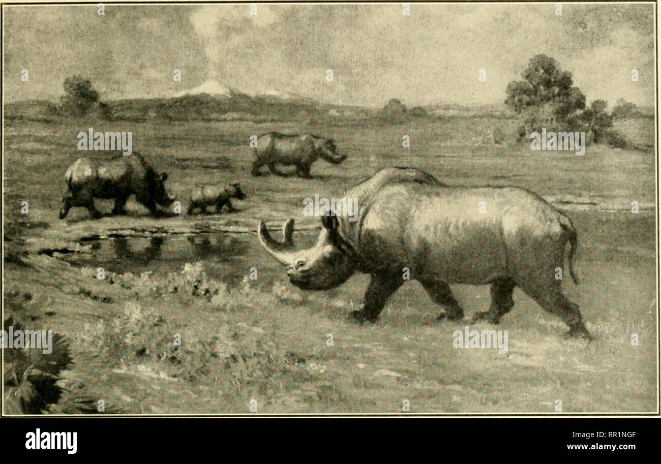 Oligocene mammals hi-res stock photography and images - Alamy