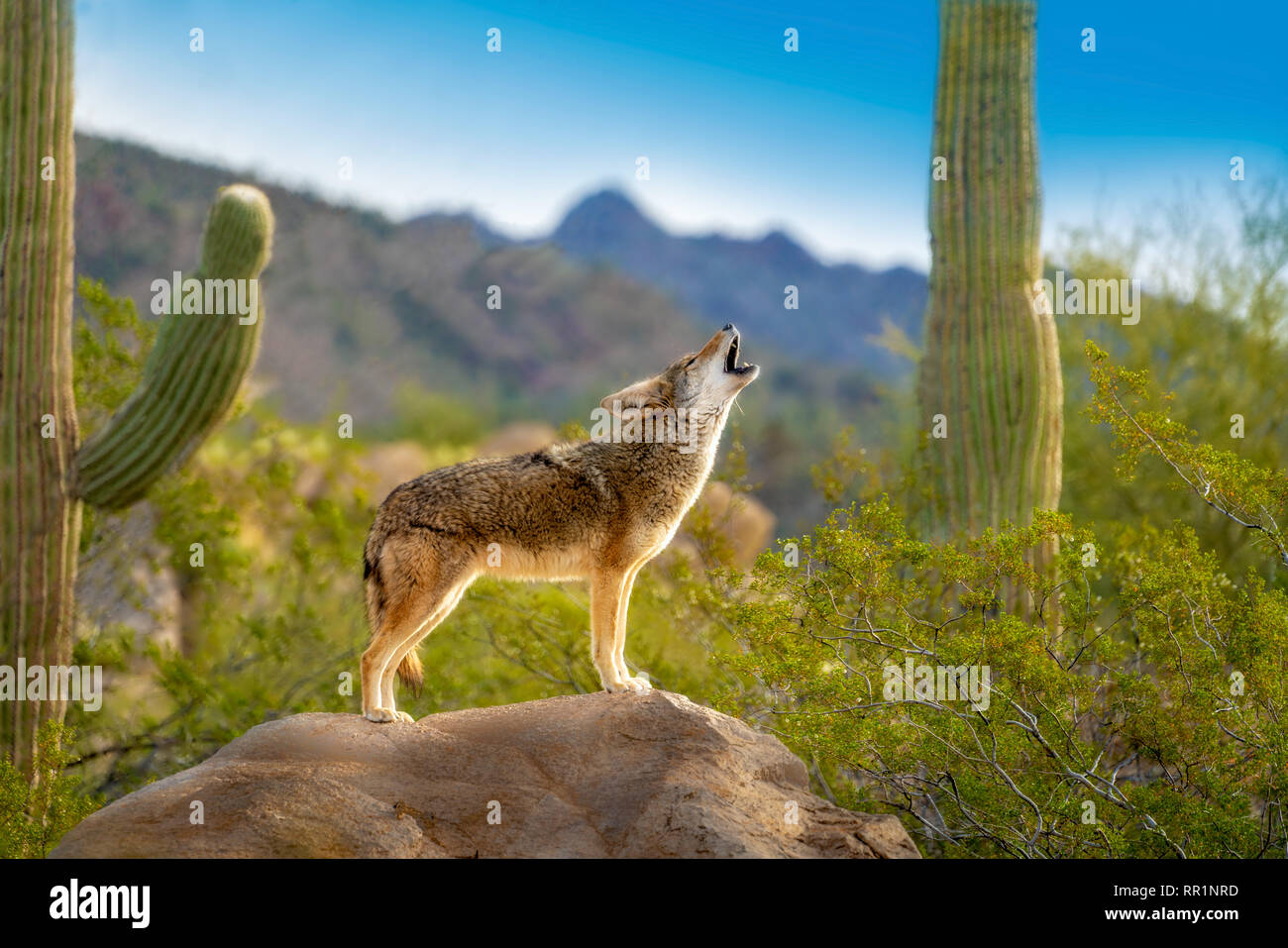 Coyote Howling in American Southwest standing on a rock with blue sky ...
