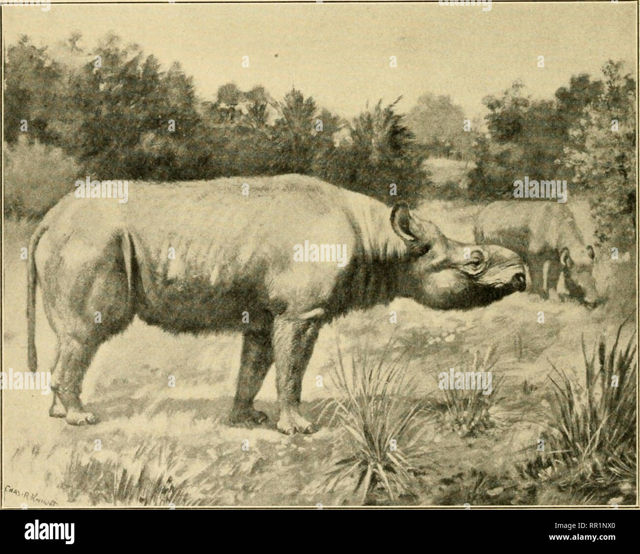 Caenopus hi-res stock photography and images - Alamy