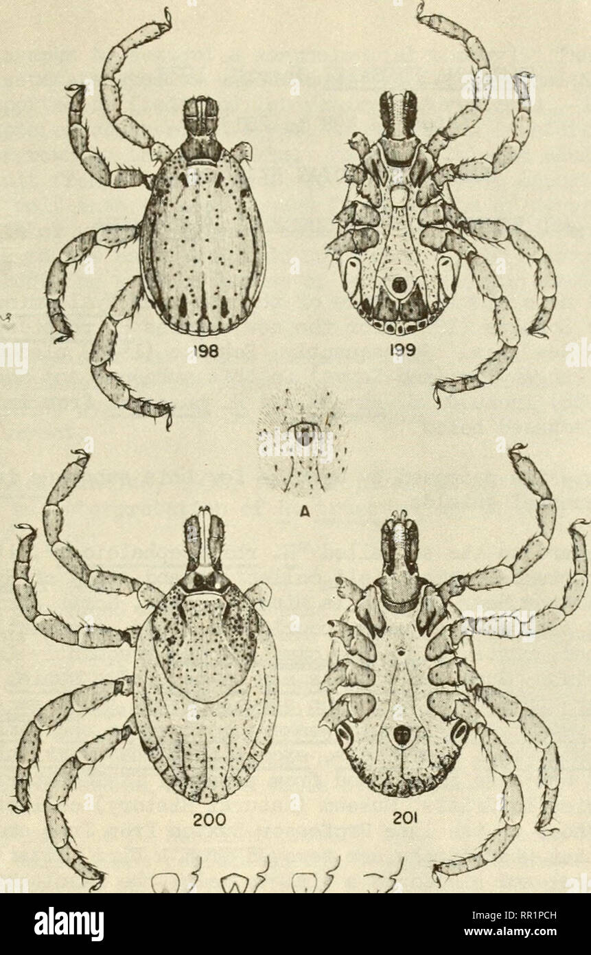 . African Ixodoidea. l. Ticks of the Sudan... Ticks -- Sudan. ?/^^?(r ...