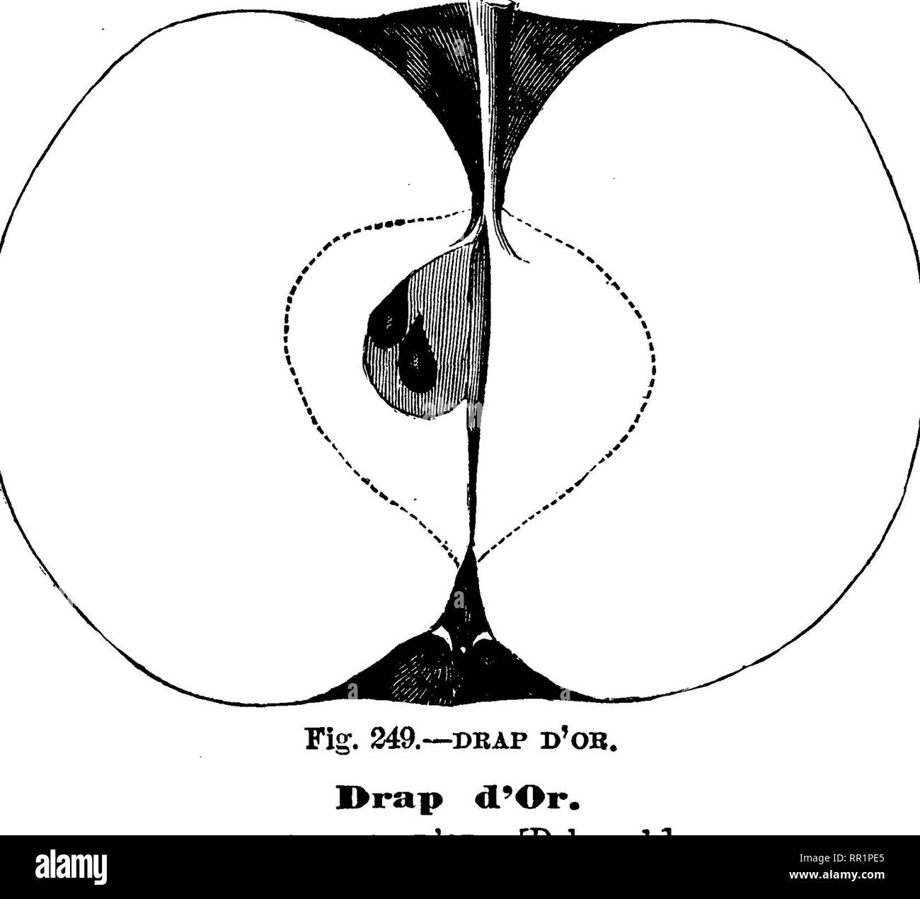 Round conical fruit Black and White Stock Photos & Images - Alamy