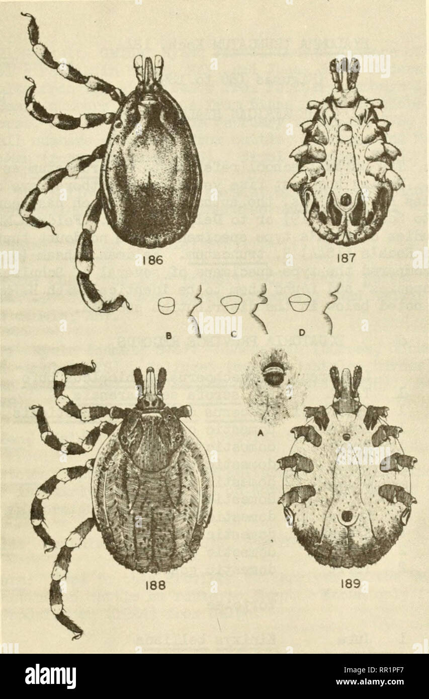 . African Ixodoidea. l. Ticks of the Sudan... Ticks -- Sudan. Figures ...