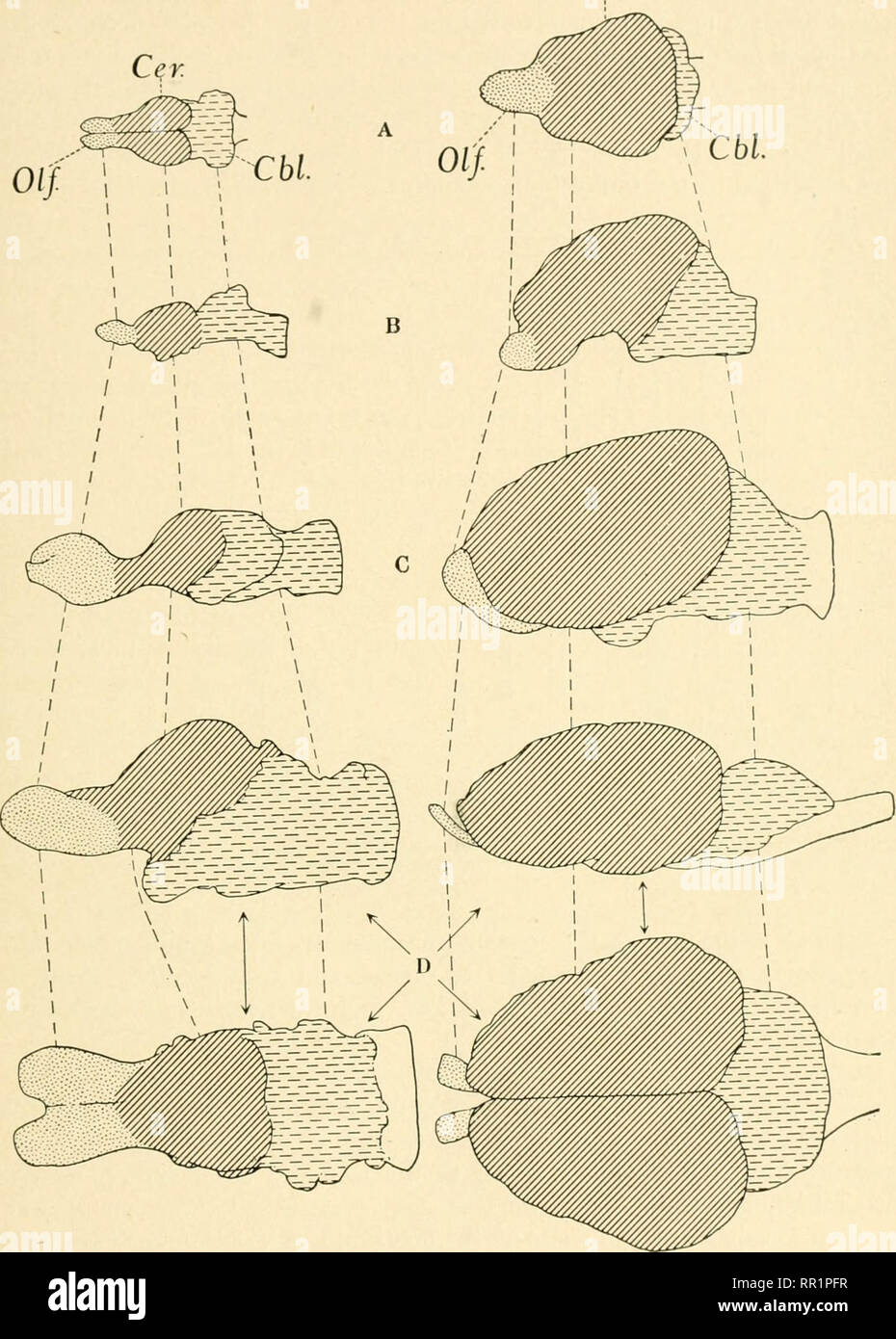 Phenacodus hi-res stock photography and images - Alamy