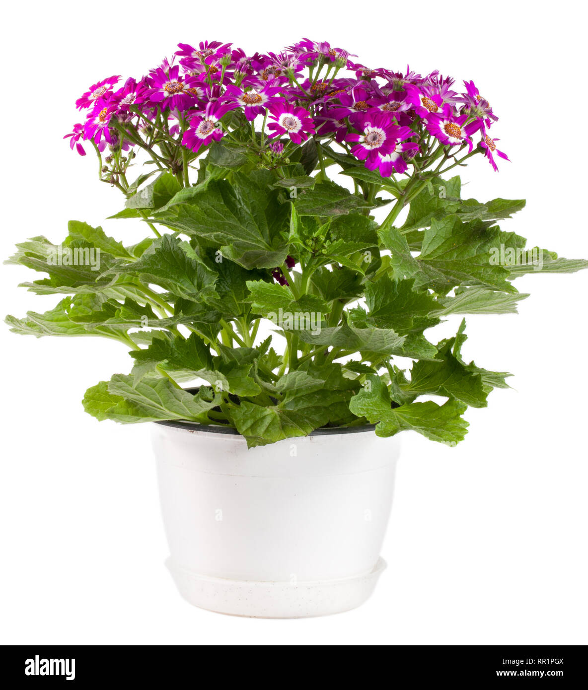 Cineraria flowers in a pot isolated on white background Stock Photo - Alamy