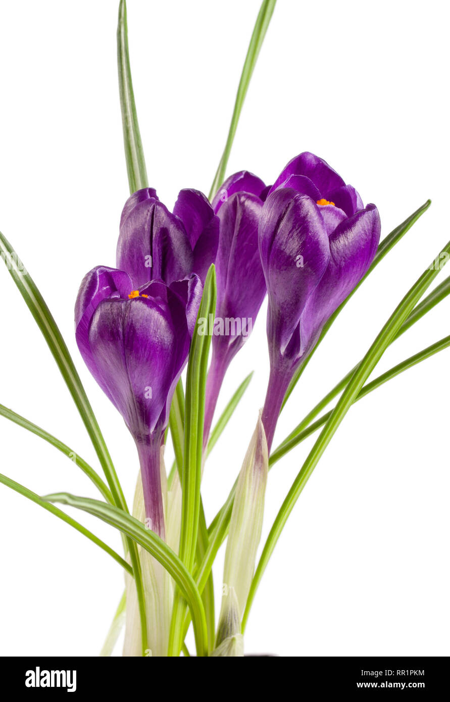 Crocus flowers isolated on white background closeup Stock Photo - Alamy