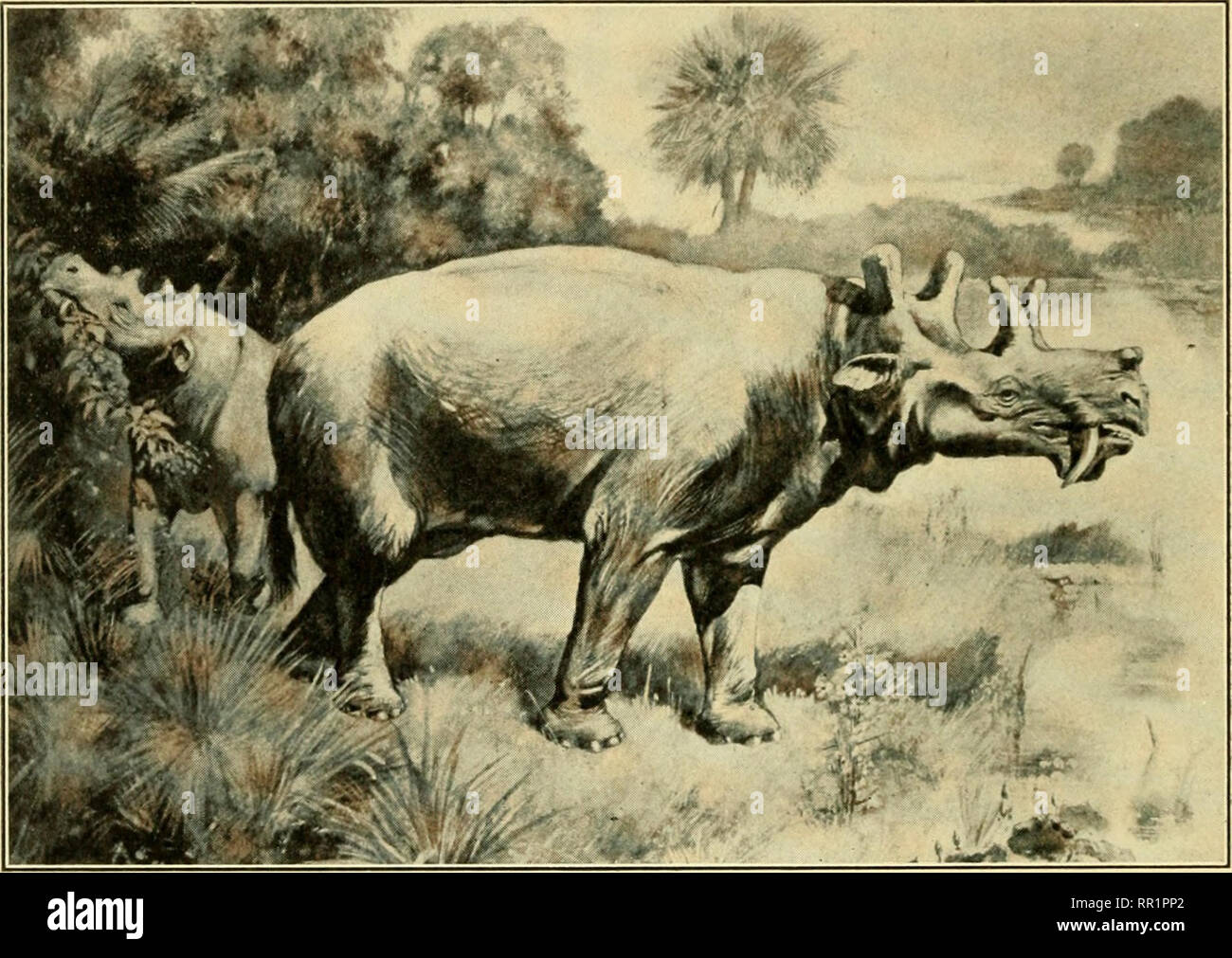 Fossil titanothere hi-res stock photography and images - Alamy