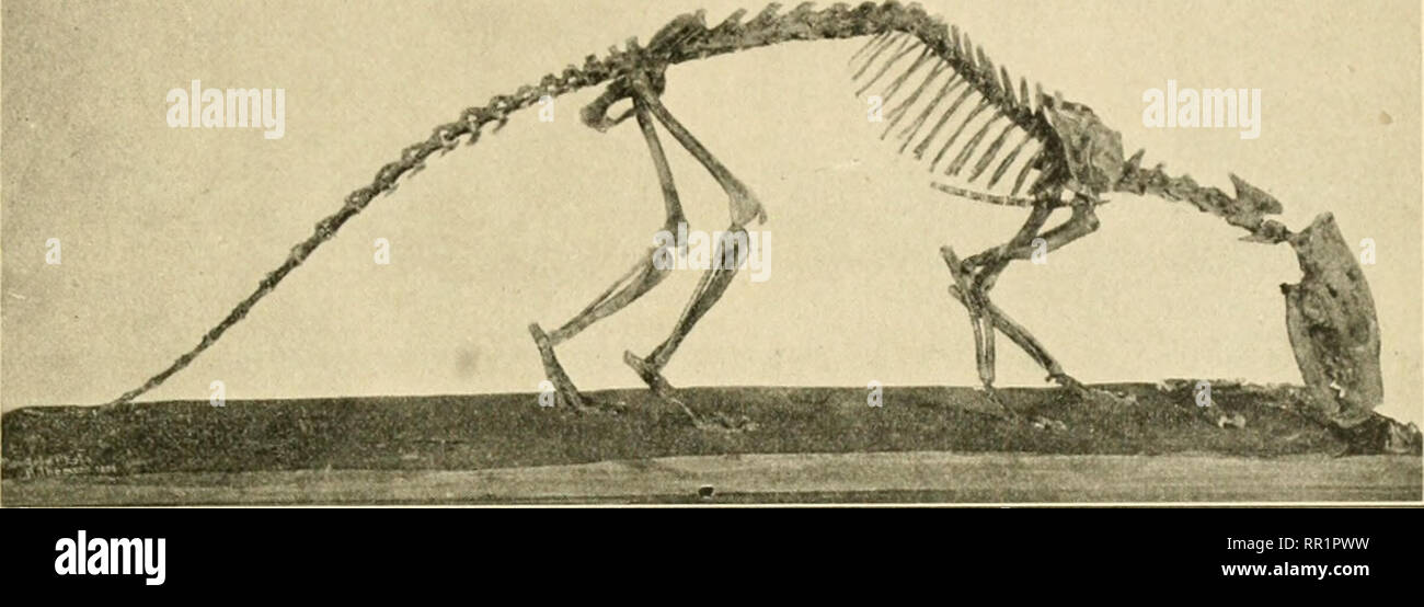 . The age of mammals in Europe, Asia and North America. Mammals, Fossil ...