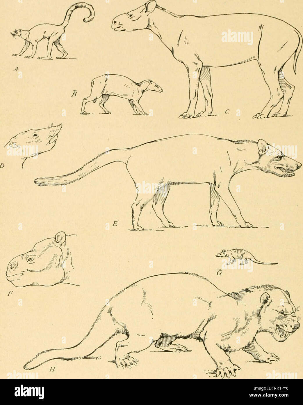 . The age of mammals in Europe, Asia and North America. Mammals, Fossil ...