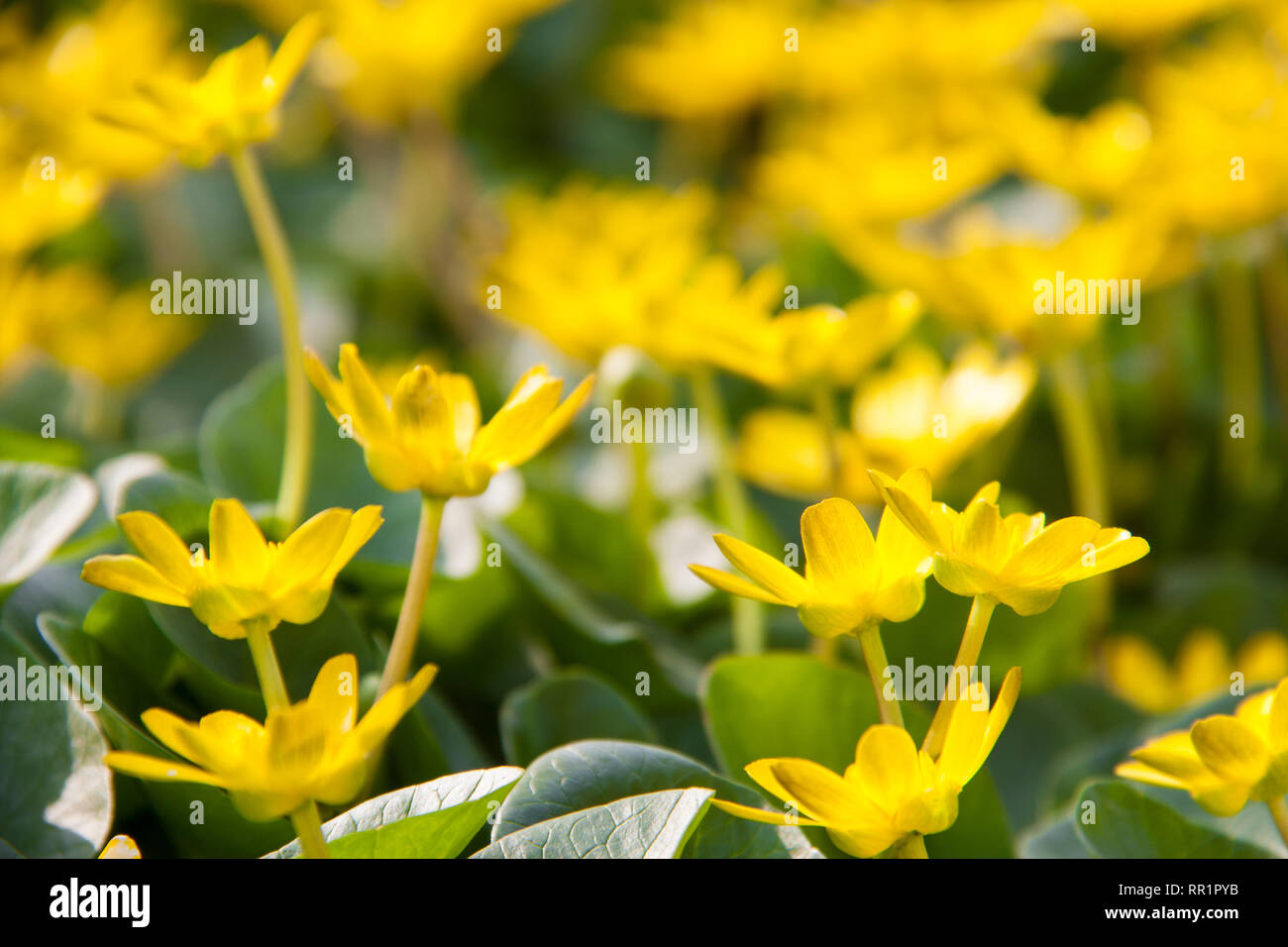 Ficaria Verna Grandiflora High Resolution Stock Photography and Images ...