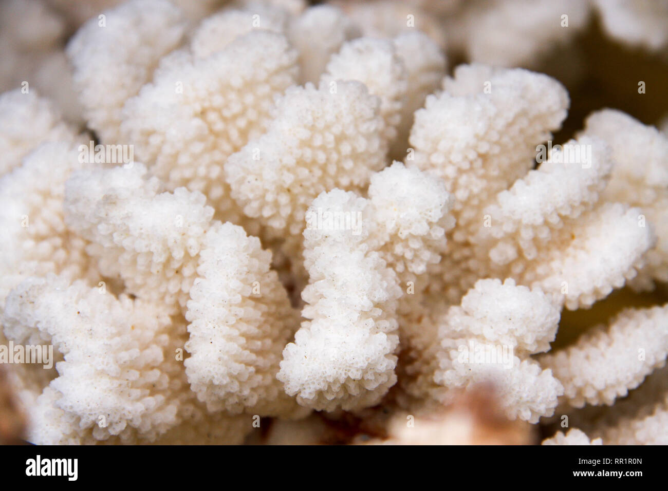 White coral sea hi-res stock photography and images - Alamy