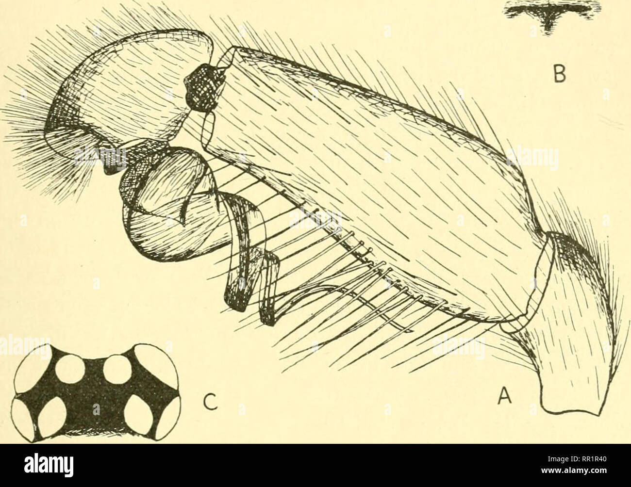 . African invertebrates : a journal of biodiversity research ...