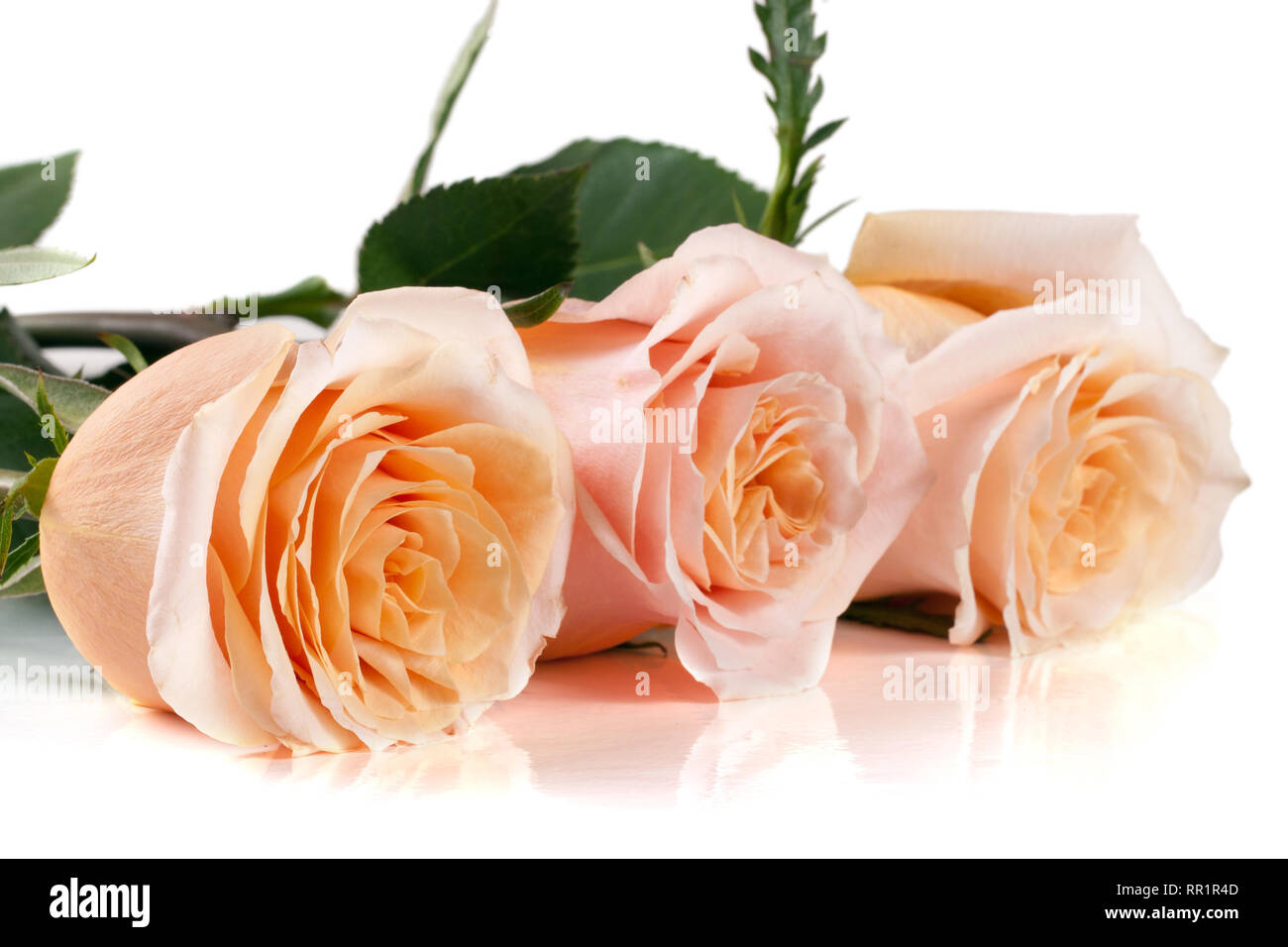 three fresh beige roses isolated on white background Stock Photo - Alamy