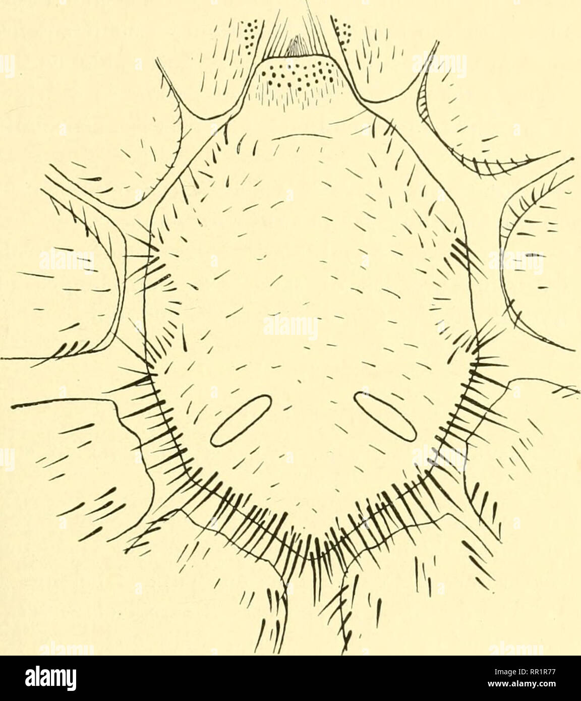 . African invertebrates : a journal of biodiversity research ...