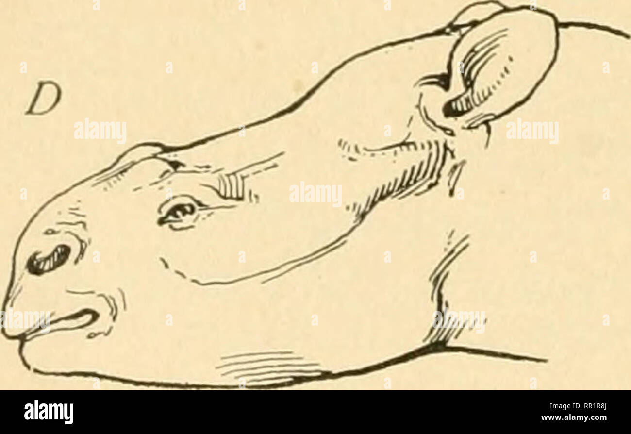 Creodont hi-res stock photography and images - Alamy