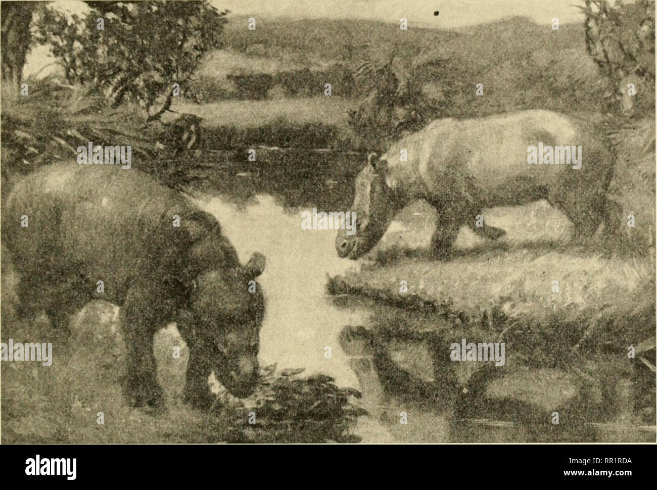 . The age of mammals in Europe, Asia and North America. Mammals, Fossil ...