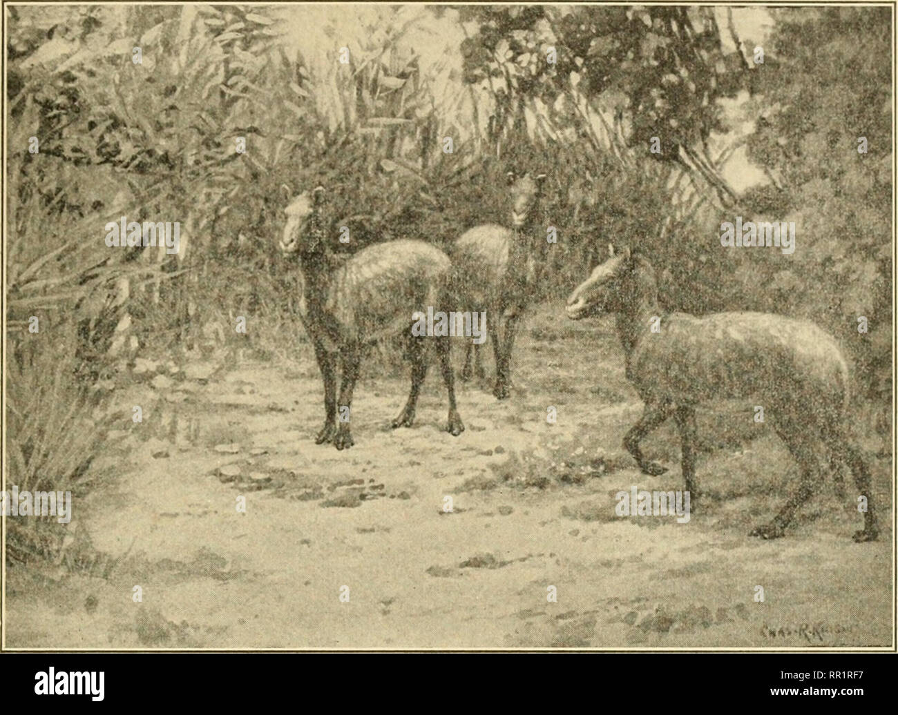 Fossil of eohippus horse hi-res stock photography and images - Alamy