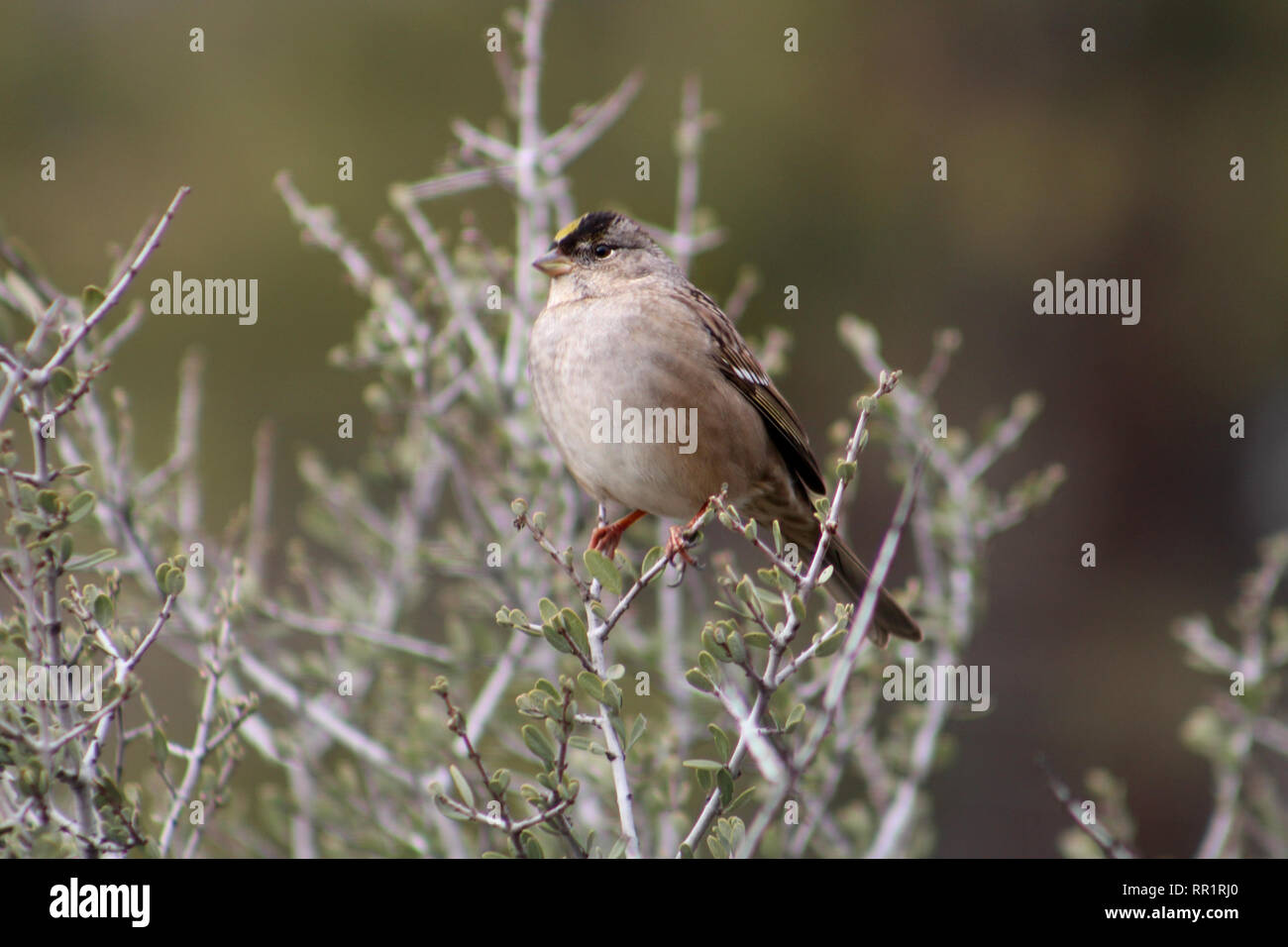 Golden crowned sparrow on bushes hi-res stock photography and images ...
