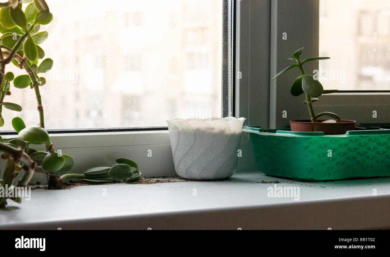 White plastic pot hi-res stock photography and images - Alamy