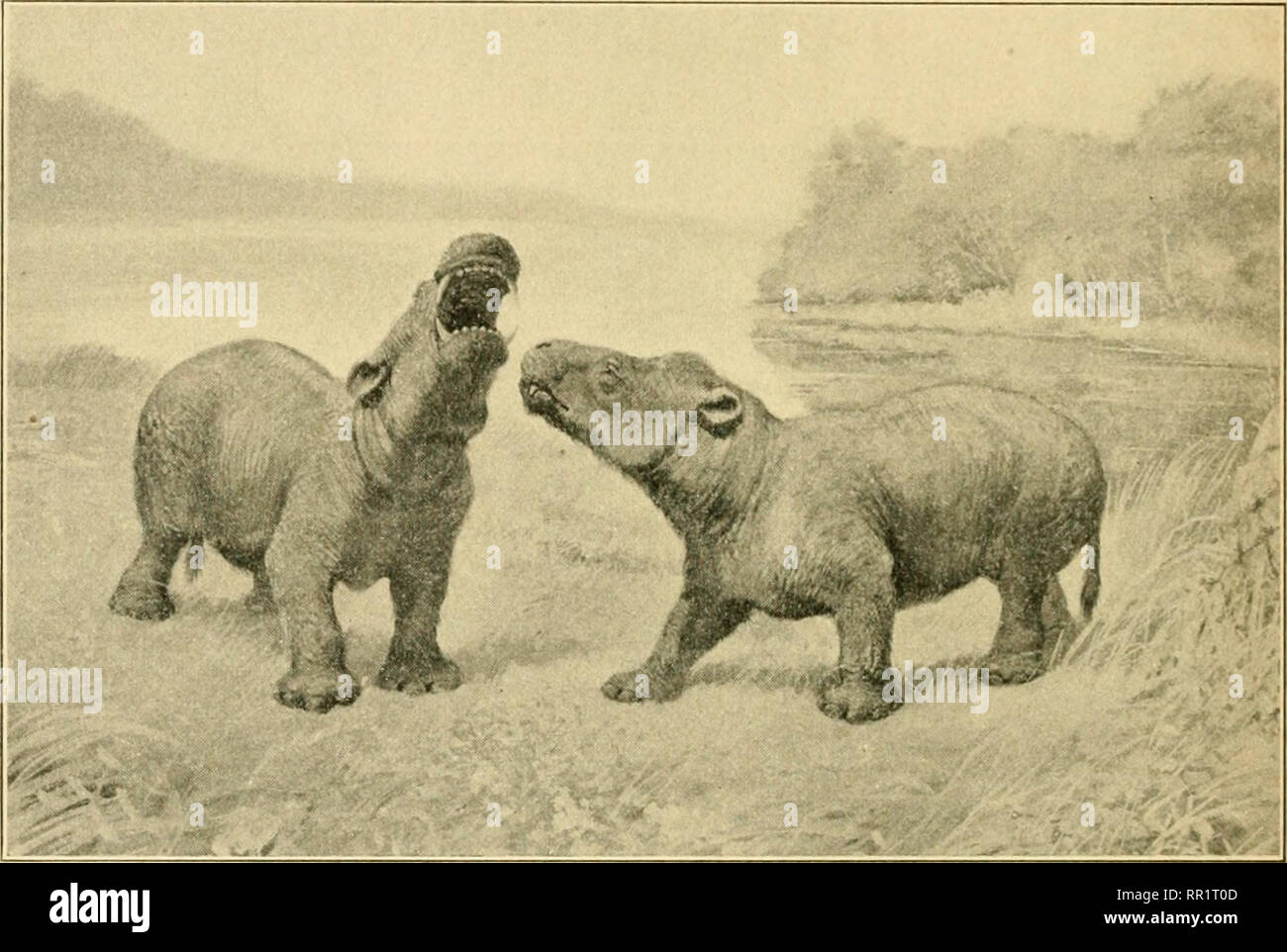 . The age of mammals in Europe, Asia and North America. Mammals, Fossil ...