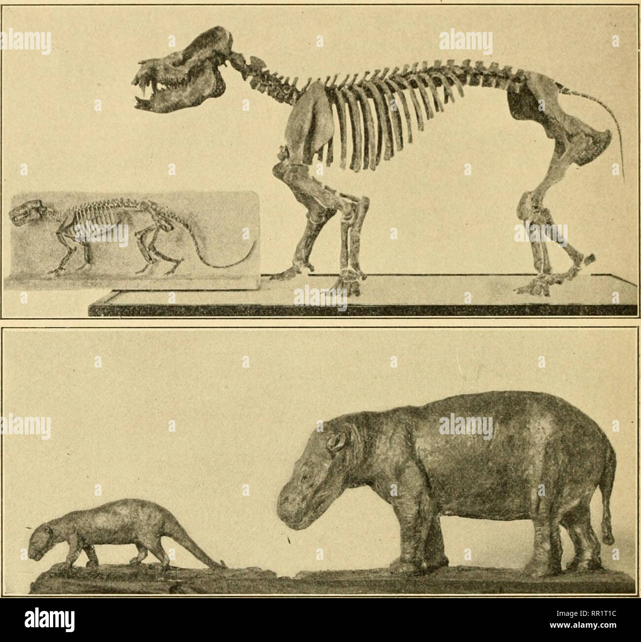 . The age of mammals in Europe, Asia and North America. Mammals, Fossil ...