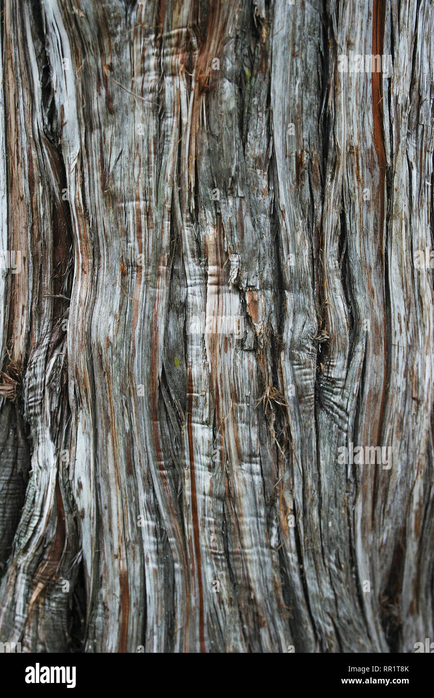 tree bark as a background close-up macro Stock Photo - Alamy
