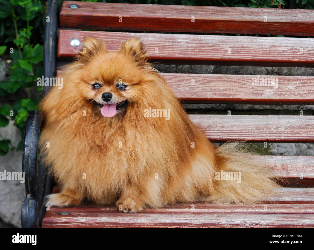 Red dog german spitz dog pomeranian hi-res stock photography and images ...