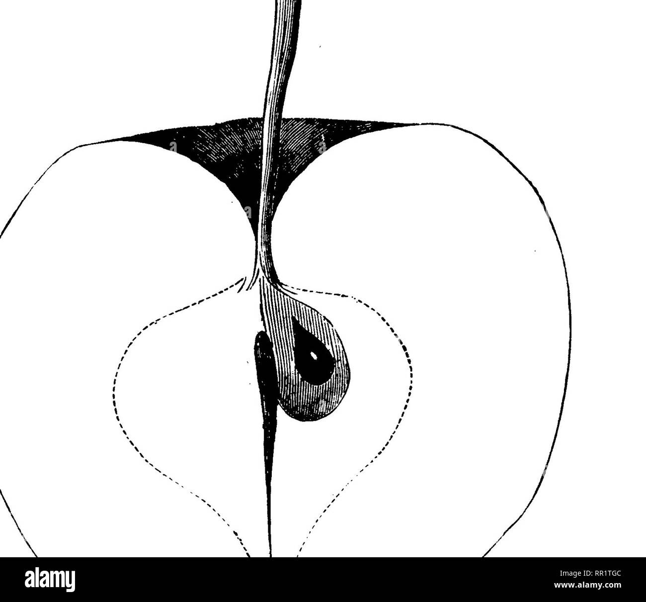 Long slender curled fruit Cut Out Stock Images & Pictures - Alamy