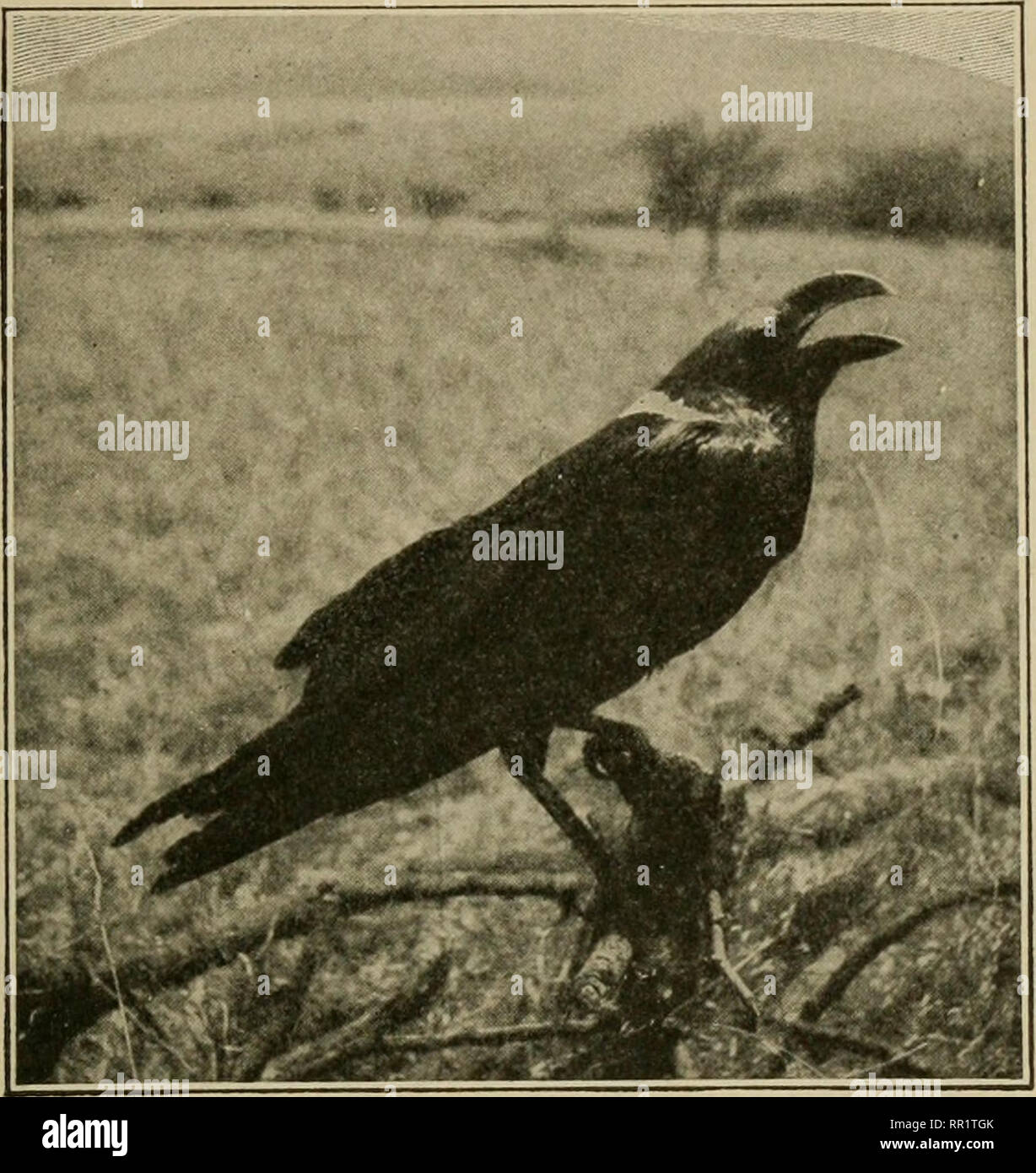 African white necked raven hi-res stock photography and images - Alamy