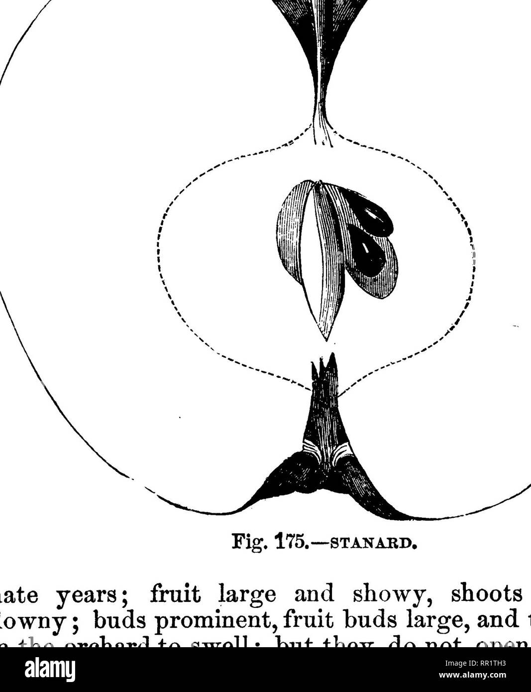 Round conical fruit Black and White Stock Photos & Images - Alamy