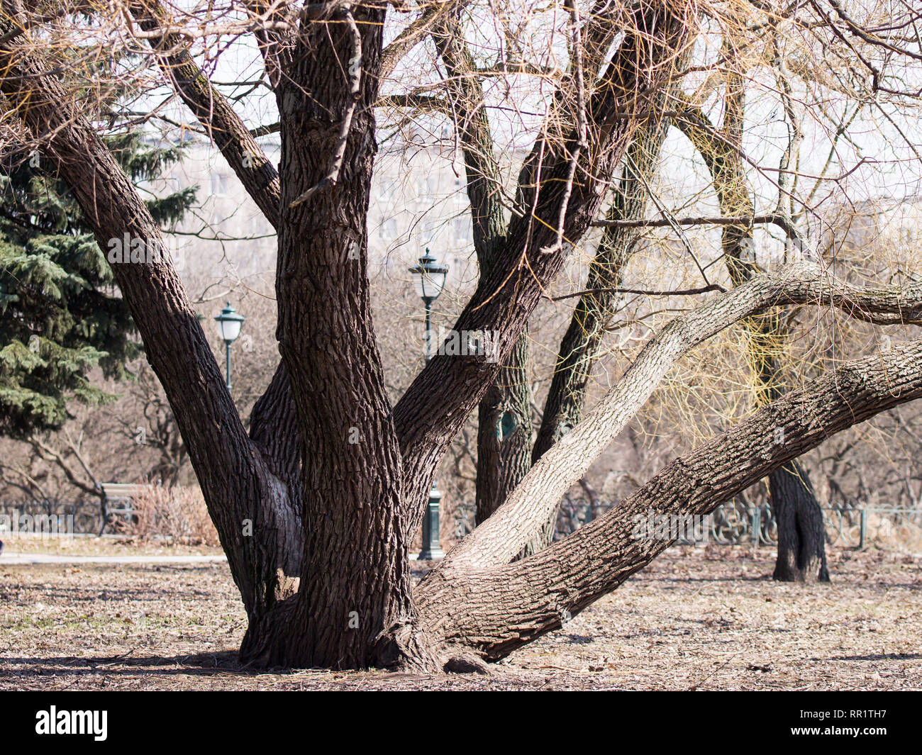 Huge old tree hi-res stock photography and images - Alamy