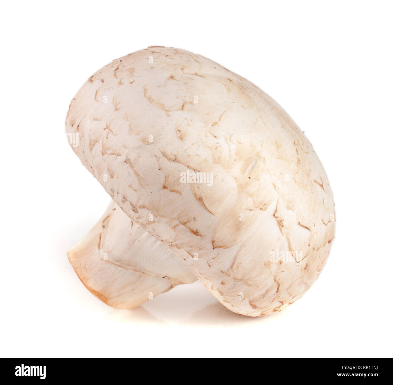 One fresh champignon mushroom isolated on white background Stock Photo ...