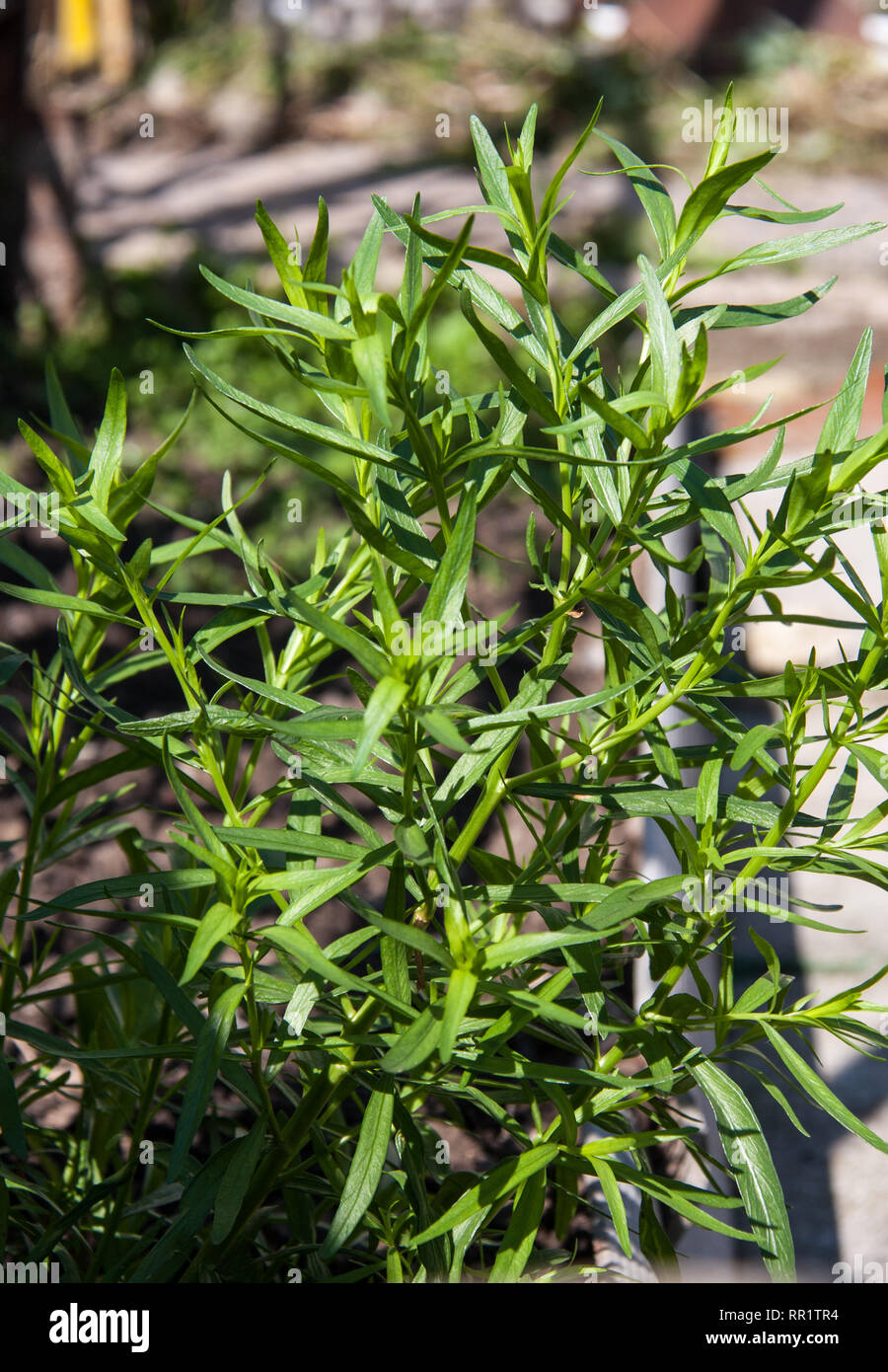 Tarragon shrub hi-res stock photography and images - Alamy