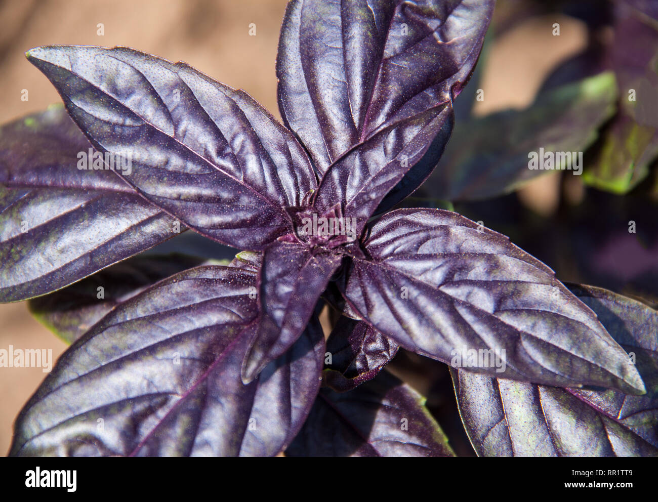 Basil garden sun hi-res stock photography and images - Alamy