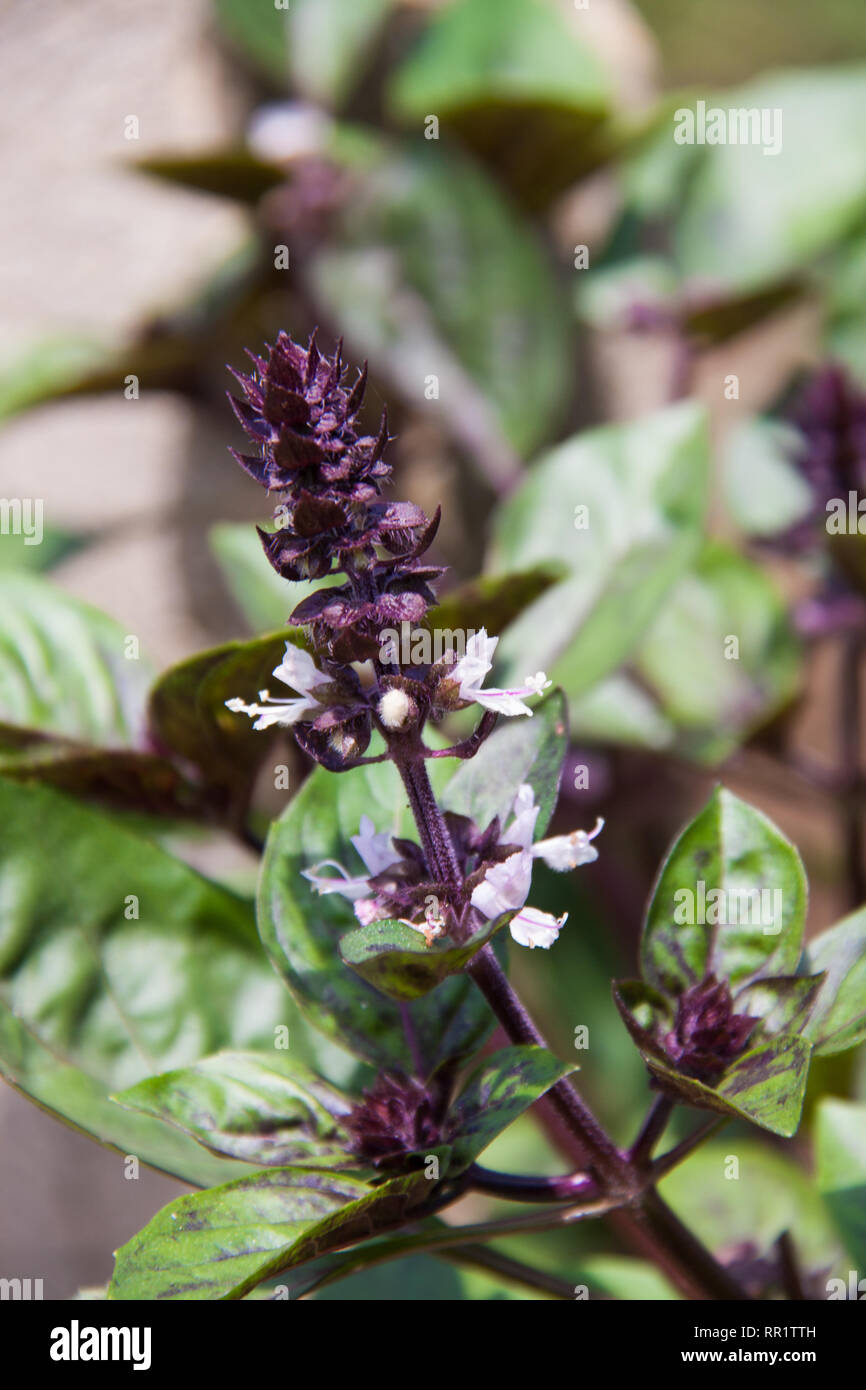 Basil bush in bloom hi-res stock photography and images - Alamy