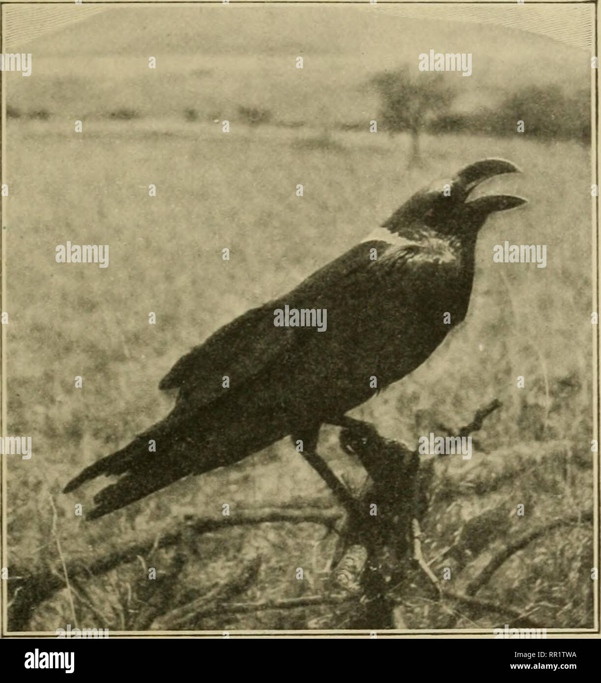 African white necked raven hi-res stock photography and images - Alamy