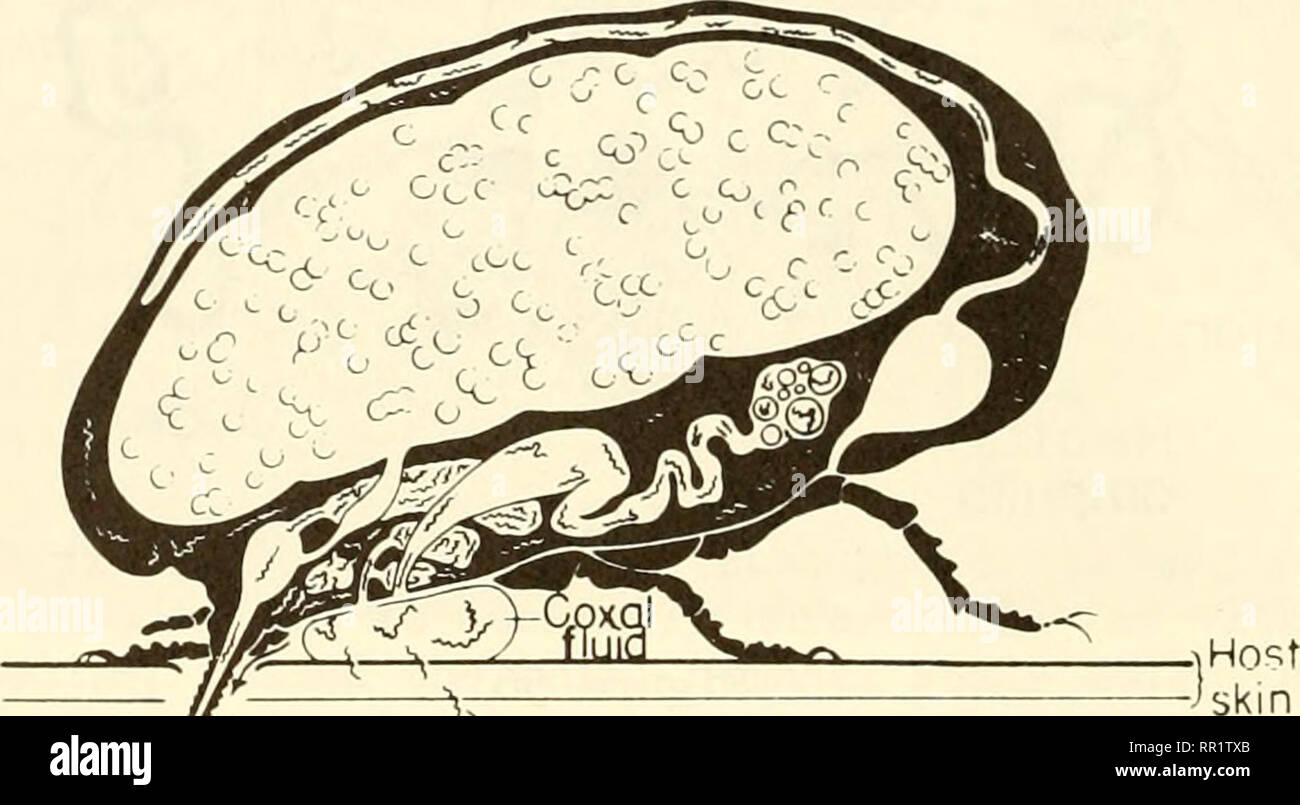 . African Ixodoidea. l. Ticks of the Sudan... Ticks -- Sudan. 57. o oSo ...