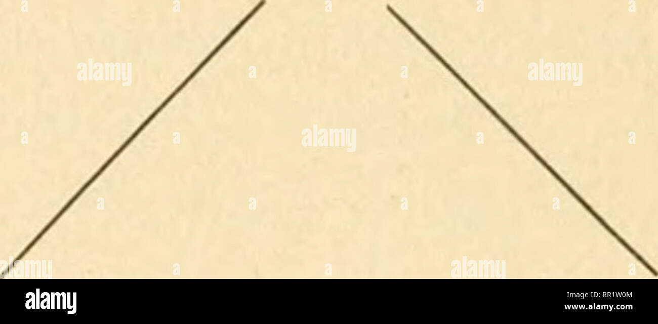 Unguligrade hi-res stock photography and images - Alamy